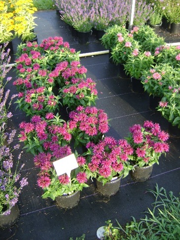 Darwin Perennial cultural trials at West Grove, PA