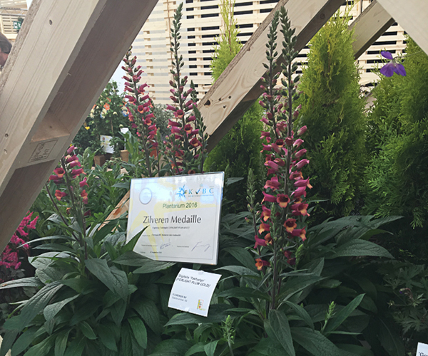 Darwin Perennials ‘Medals’ At Plantarium