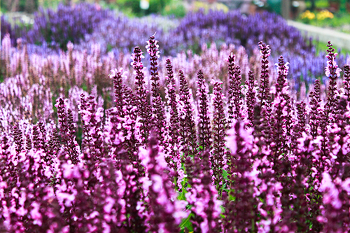 Darwin Perennials Day 2019 Highlights