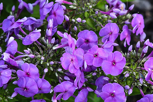 Darwin Perennials Day 2019 Highlights