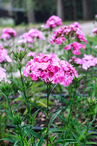 Darwin Perennials Day 2019 Highlights