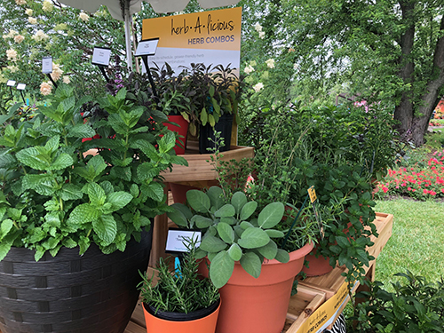 Darwin Perennials Day 2019 Highlights