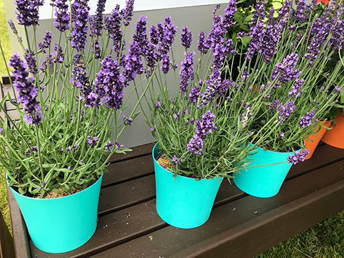 Darwin Perennials Day 2019 Highlights