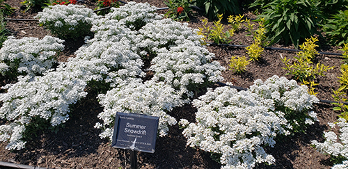 Notes From The Garden – June 2020