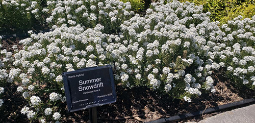 Notes From The Garden – August 2020