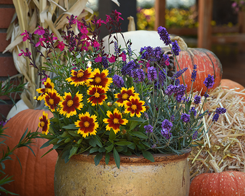 Next-Level Fall Perennials