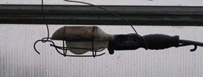 Long Day Lighting Perennials In The Fall