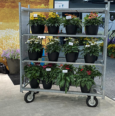 Darwin Perennials at Cultivate 2022