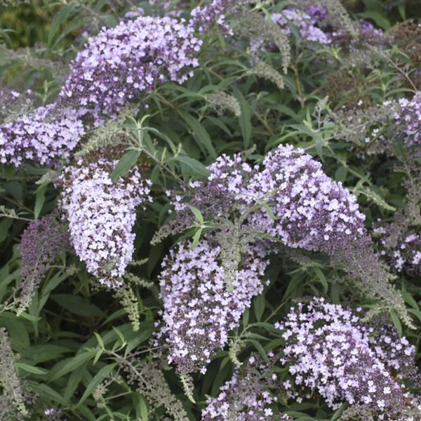Varieties for Buddleia