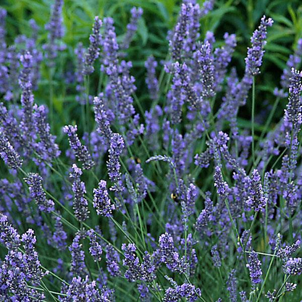 Varieties for Lavandula