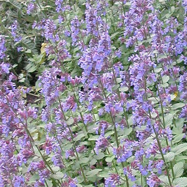 Varieties for Nepeta