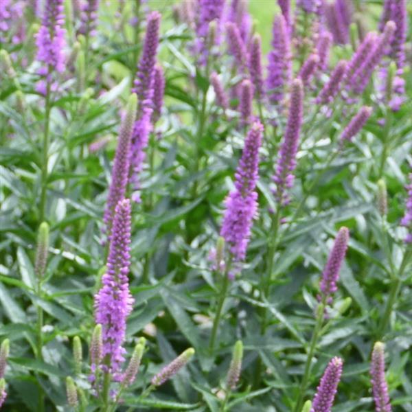 Varieties for Veronica