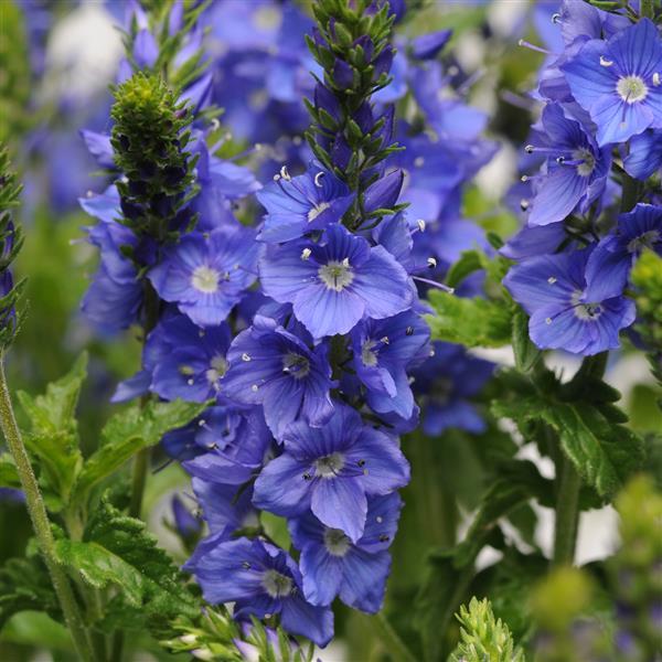 Varieties for Veronica
