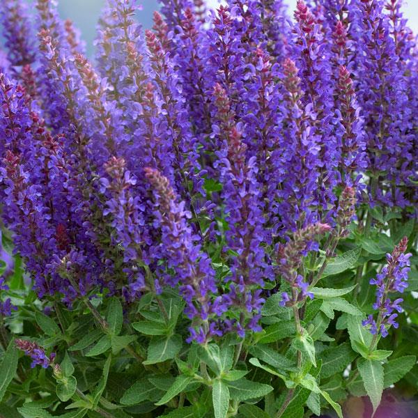 Varieties for Salvia