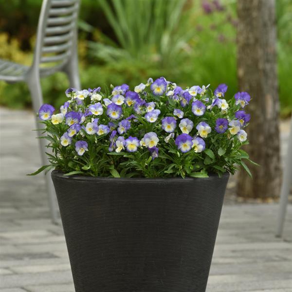 Product Details - Viola Halo Sky Blue