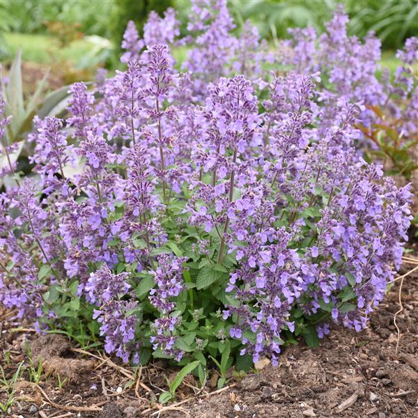 Product Details - Nepeta Picture Purrfect