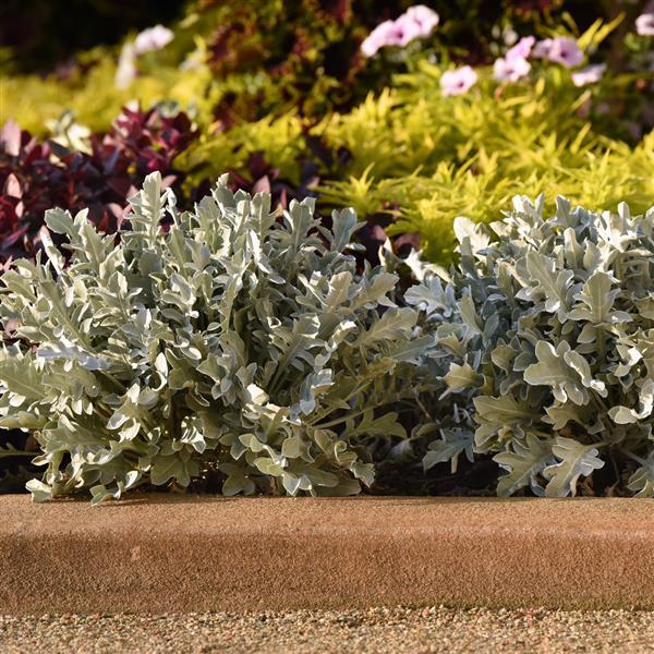 Product Details - Centaurea ragusina Silver Swirl