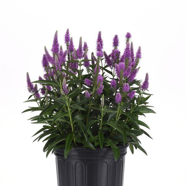 Product Details - Veronica Skyward™ Lilac