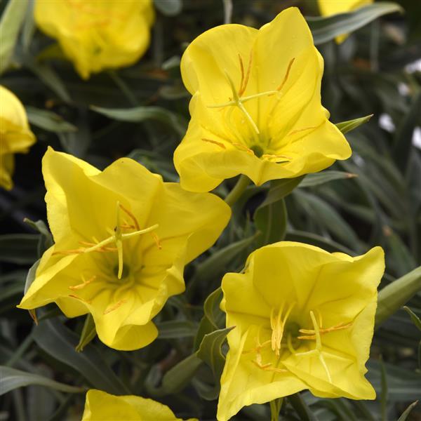 Product Details - Oenothera missouriensis Evening Sun