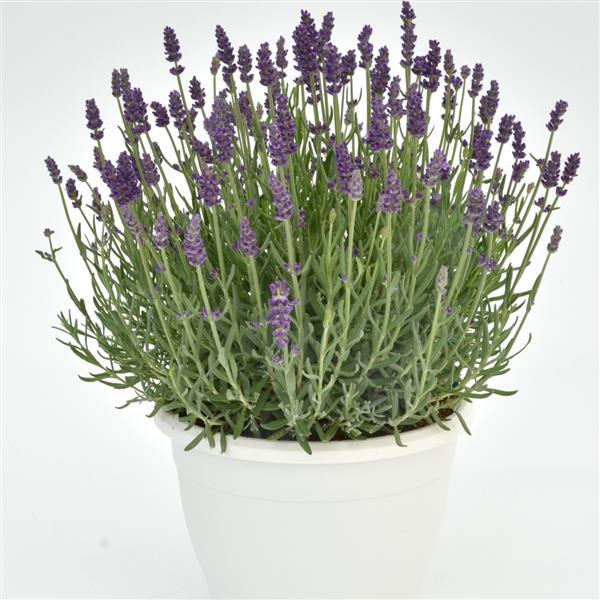 Product Details - Lavandula angustifolia Annet