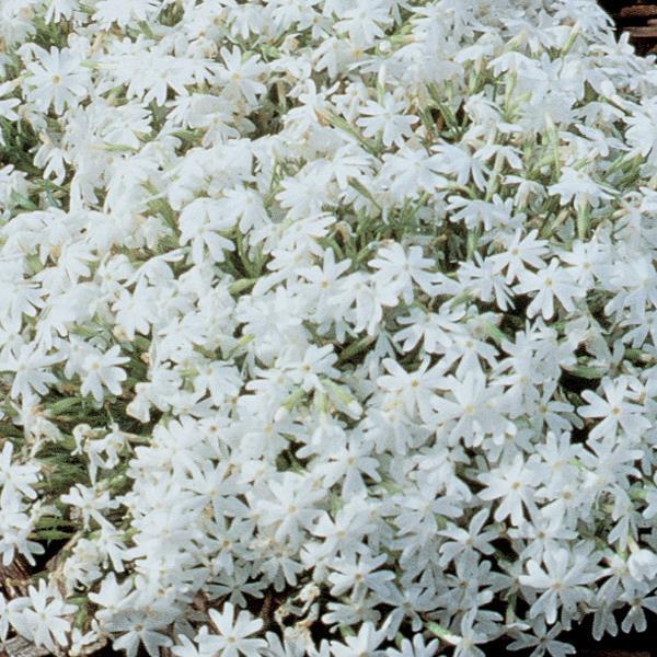 Phlox subulata Snowflake