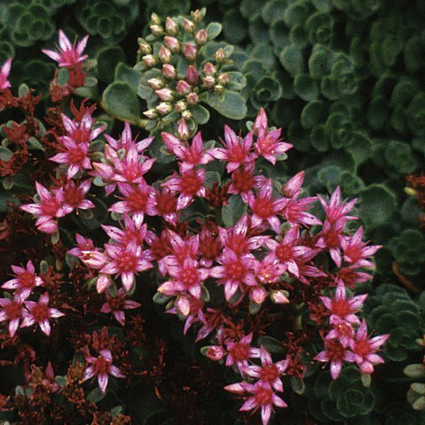 Sedum spurium John Creech