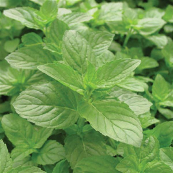 Mentha spicata Spearmint