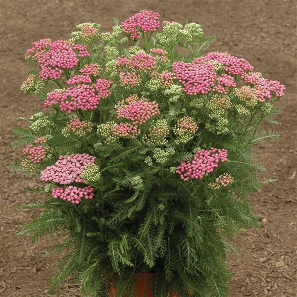Achillea millefolium Tutti Frutti Pink Grapefruit