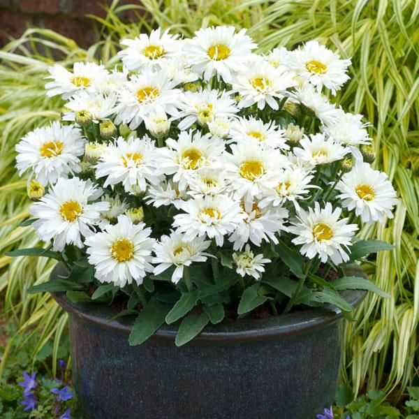 Leucanthemum superbum Freak