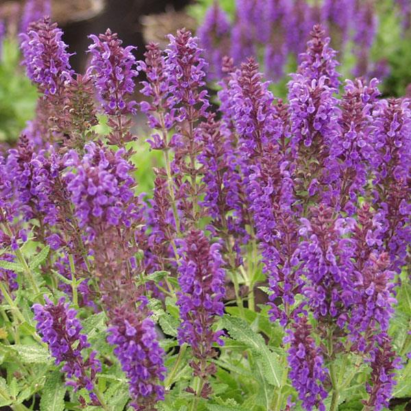 Salvia nemorosa Marcus®