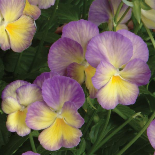 Viola Celestial™ Starry Night