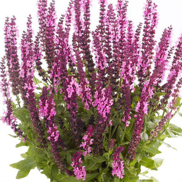 Salvia Sensation® Medium Deep Rose